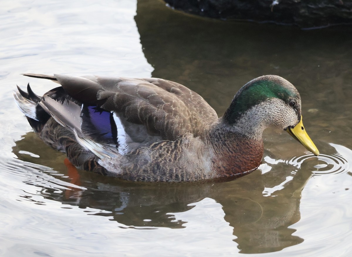 eBird Checklist - 6 Feb 2023 - Prospect Park - 38 species (+2 other taxa)