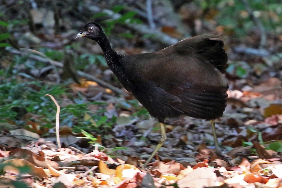 Dark-winged Trumpeter (Black-backed) - eBird