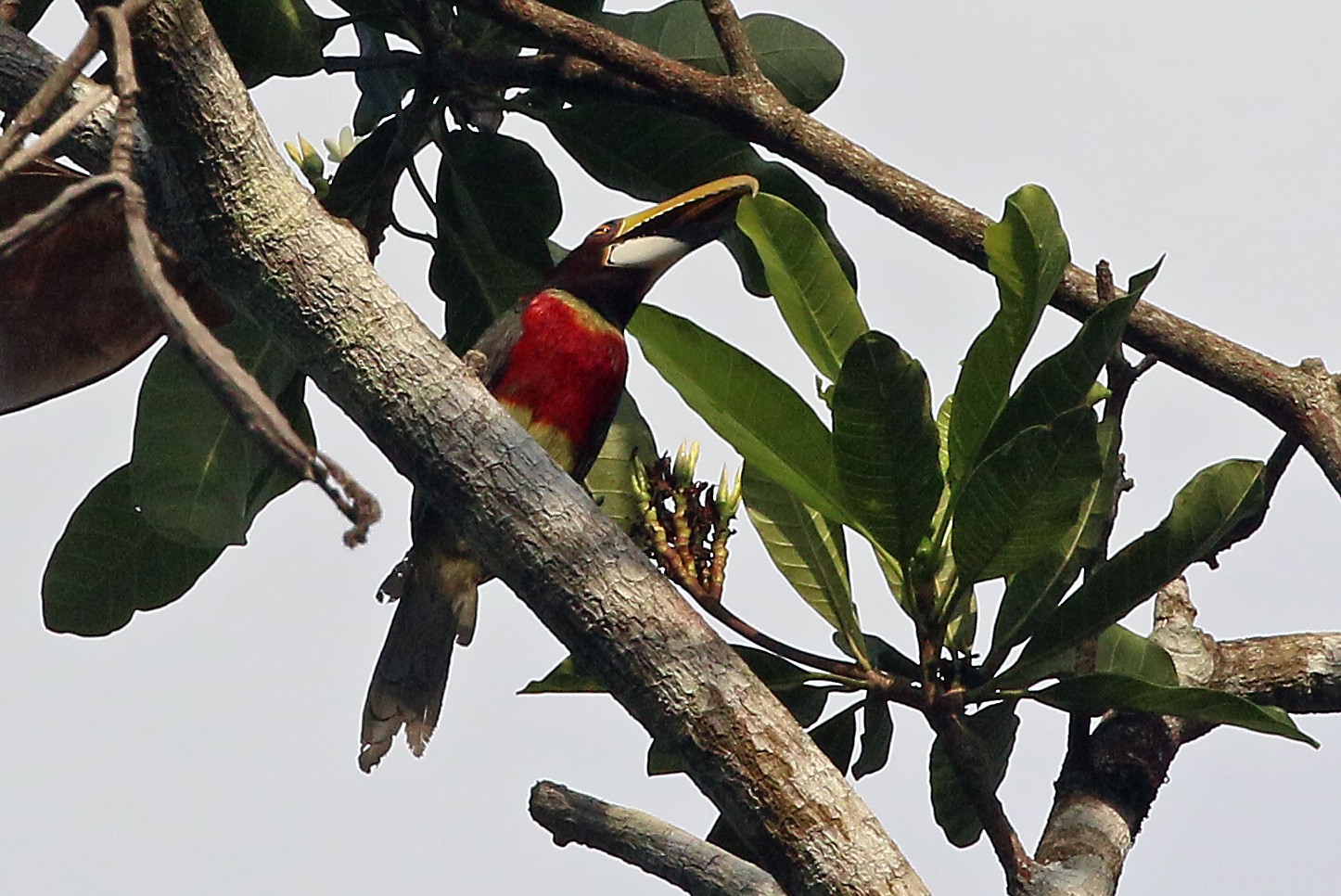 Red-necked Aracari (Eastern) - eBird