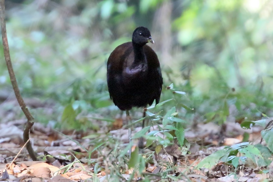 Dark-winged Trumpeter (Black-backed) - eBird