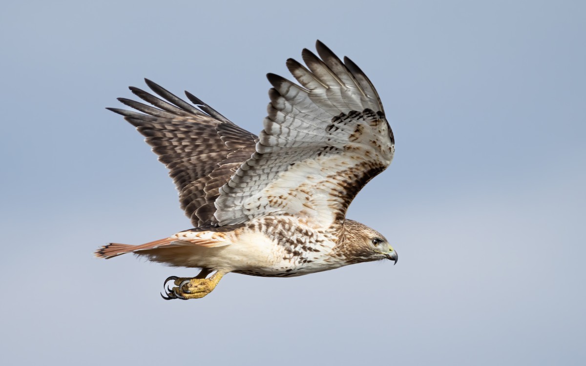 eBird Checklist - 6 Feb 2023 - Shawangunk Grasslands NWR - 22 species
