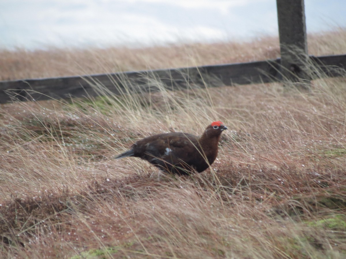 eBird Checklist - 4 Feb 2023 - Langdon Beck - 2 species