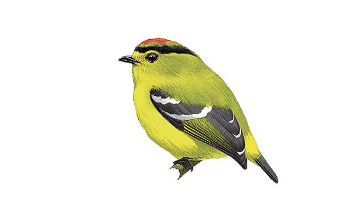 Kinglet Calyptura - Calyptura cristata - Birds of the World