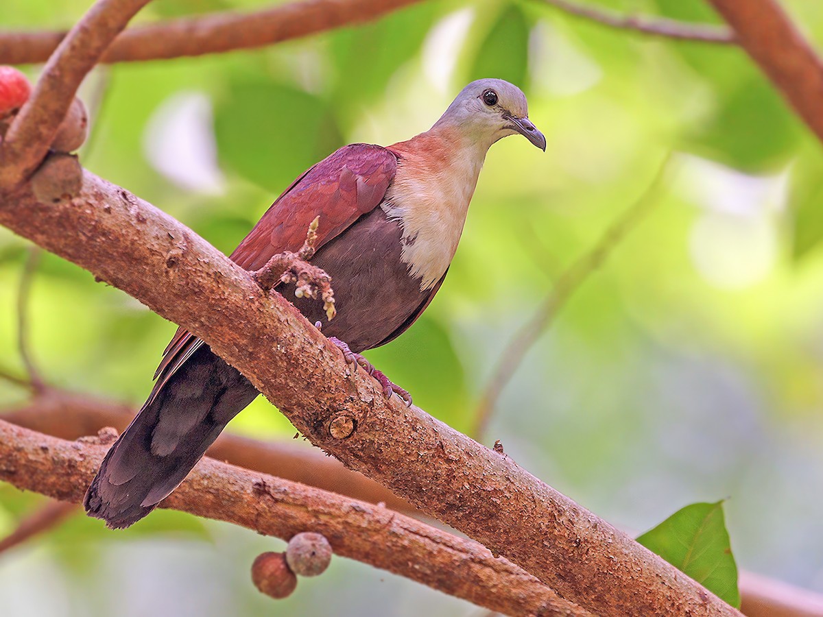 Wetar Ground Dove - Pampusana hoedtii - Birds of the World