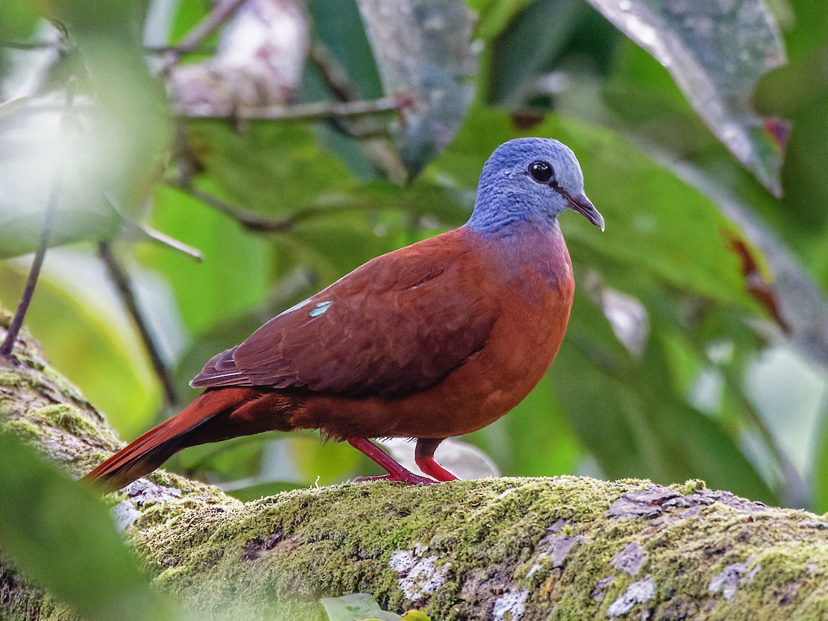 Blue-headed Wood-Dove - Turtur brehmeri - Birds of the World