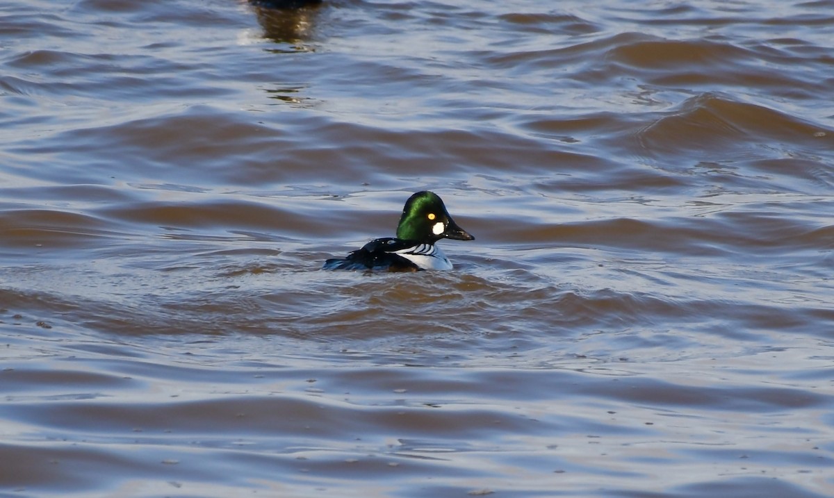 eBird Checklist - 5 Feb 2023 - Singing River Island (restricted access ...