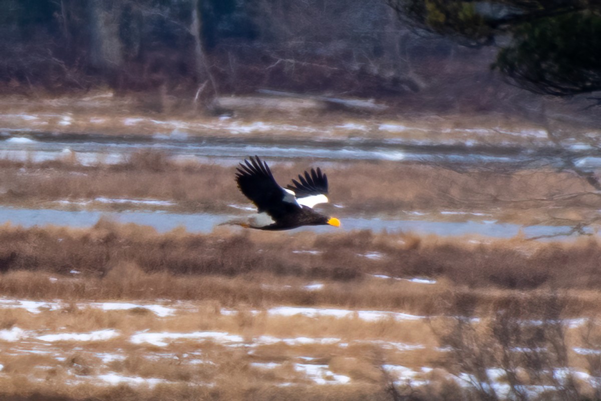 eBird Checklist - 5 Feb 2023 - Arrowsic Georgetown Bridge, rt 127 - 7 ...