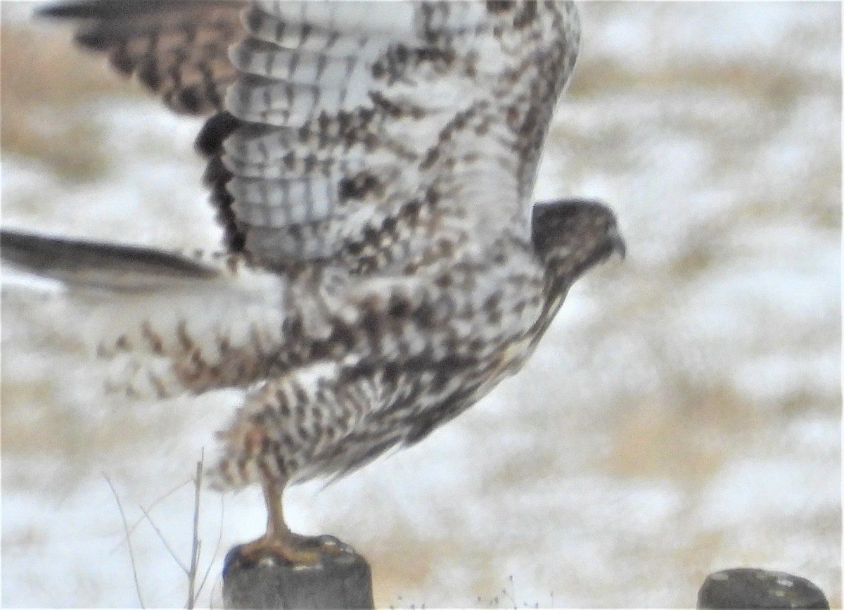 eBird Checklist - 4 Feb 2023 - Chase lagoon and VLA flats - 1 species