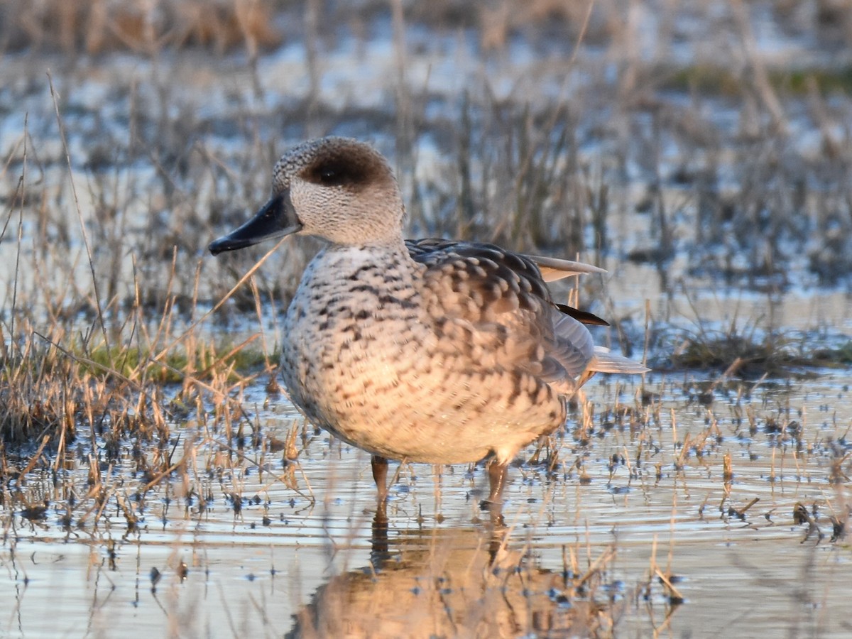 ML532580151 - Marbled Duck - Macaulay Library