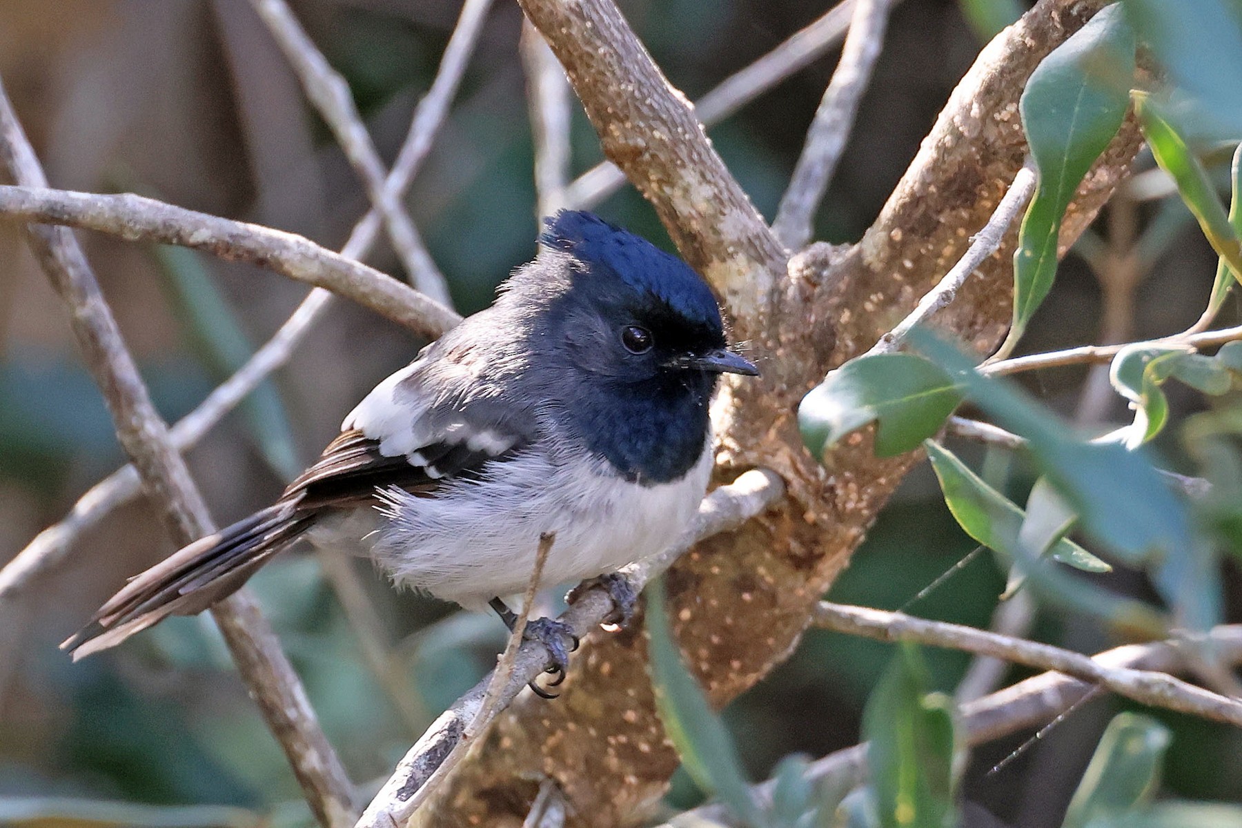 Blue-mantled Crested Flycatcher (Southern) - eBird