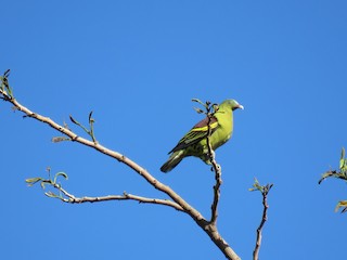 Philippine Green-Pigeon - Treron axillaris - Birds of the World