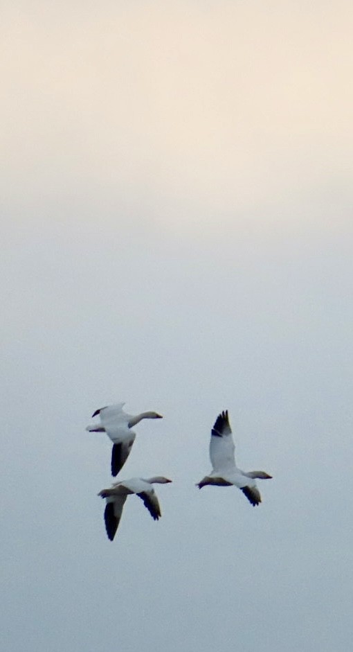 ML532607501 - Snow Goose - Macaulay Library