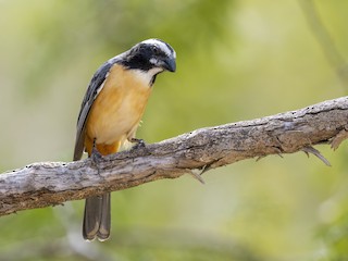 Orinocan Saltator - eBird