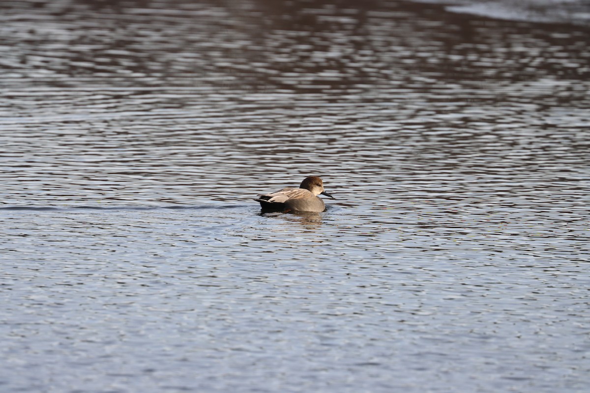 eBird Checklist - 7 Feb 2023 - Silver Lake Park/Nature Center - 41 species