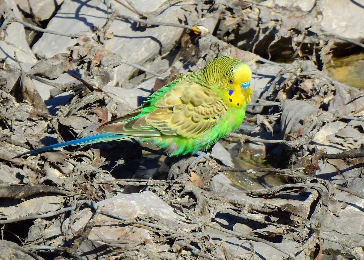 eBird Portugal Checklist - 7 Feb 2023 - PP Arriba Fóssil da Costa da ...