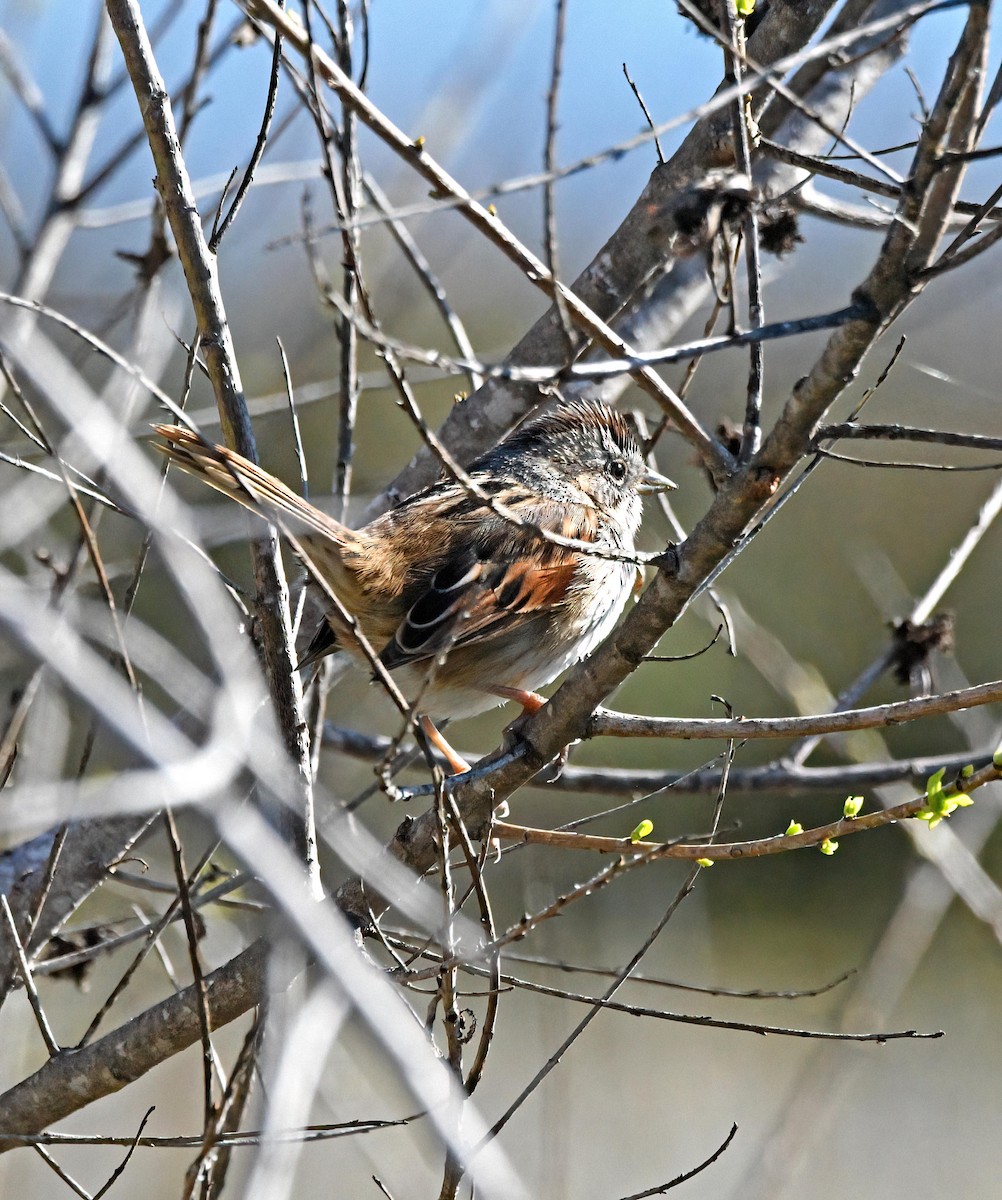 eBird Checklist - 7 Feb 2023 - Famosa Slough - 42 species