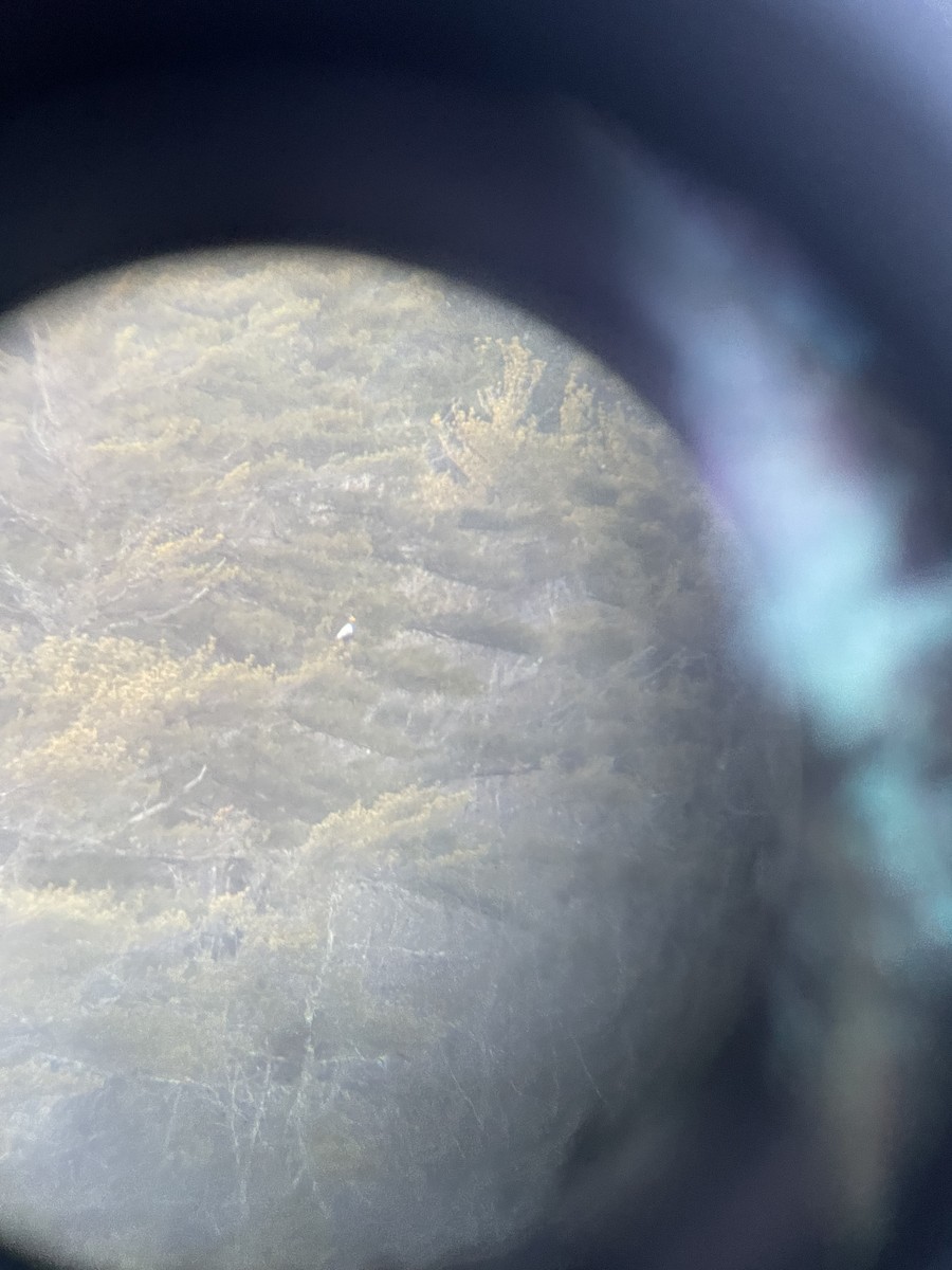 eBird Checklist - 7 Feb 2023 - Flying Point Preserve, Georgetown - 8 ...