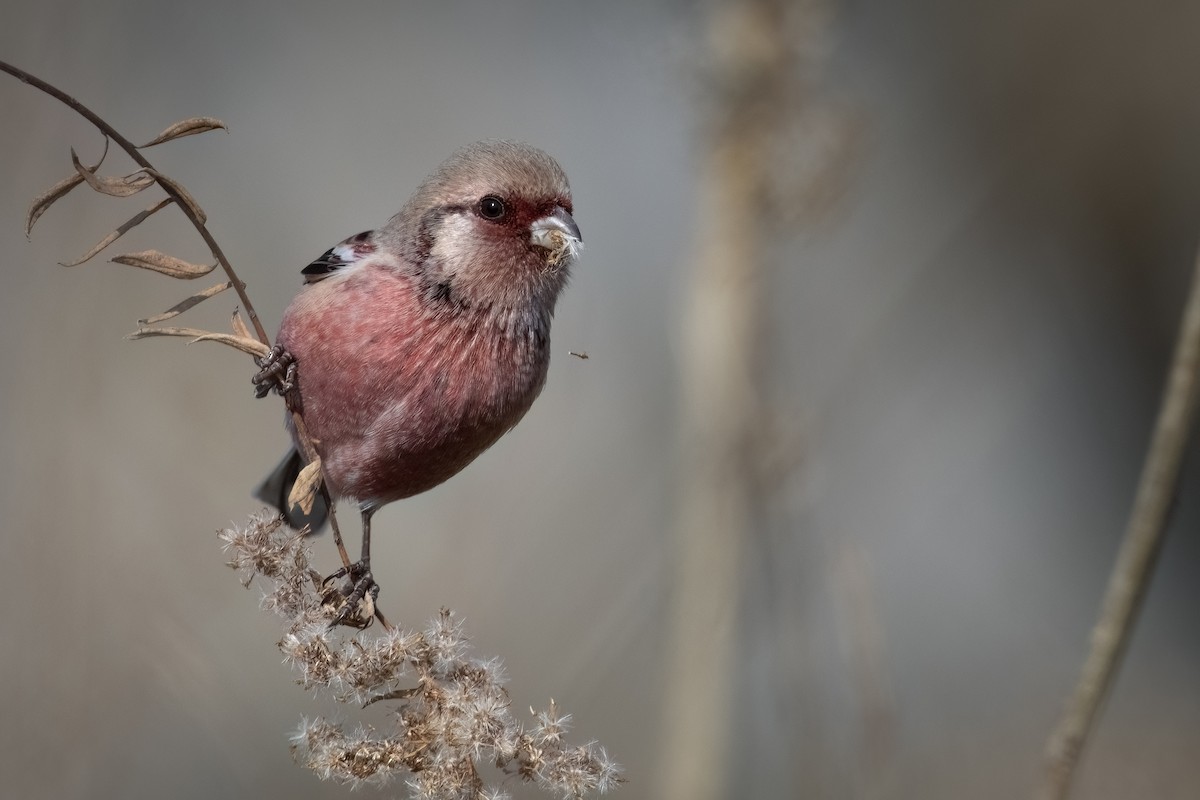 Long-tailed Rosefinch - Carpodacus sibiricus - Media Search - Macaulay ...