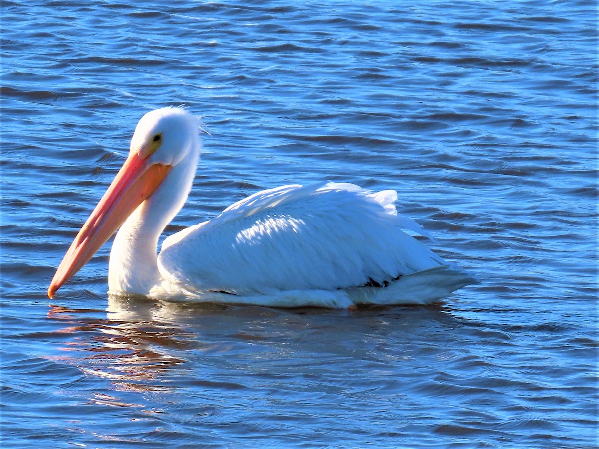 eBird Checklist - 7 Feb 2023 - Oso Flaco Lake (not for beach/ocean ...