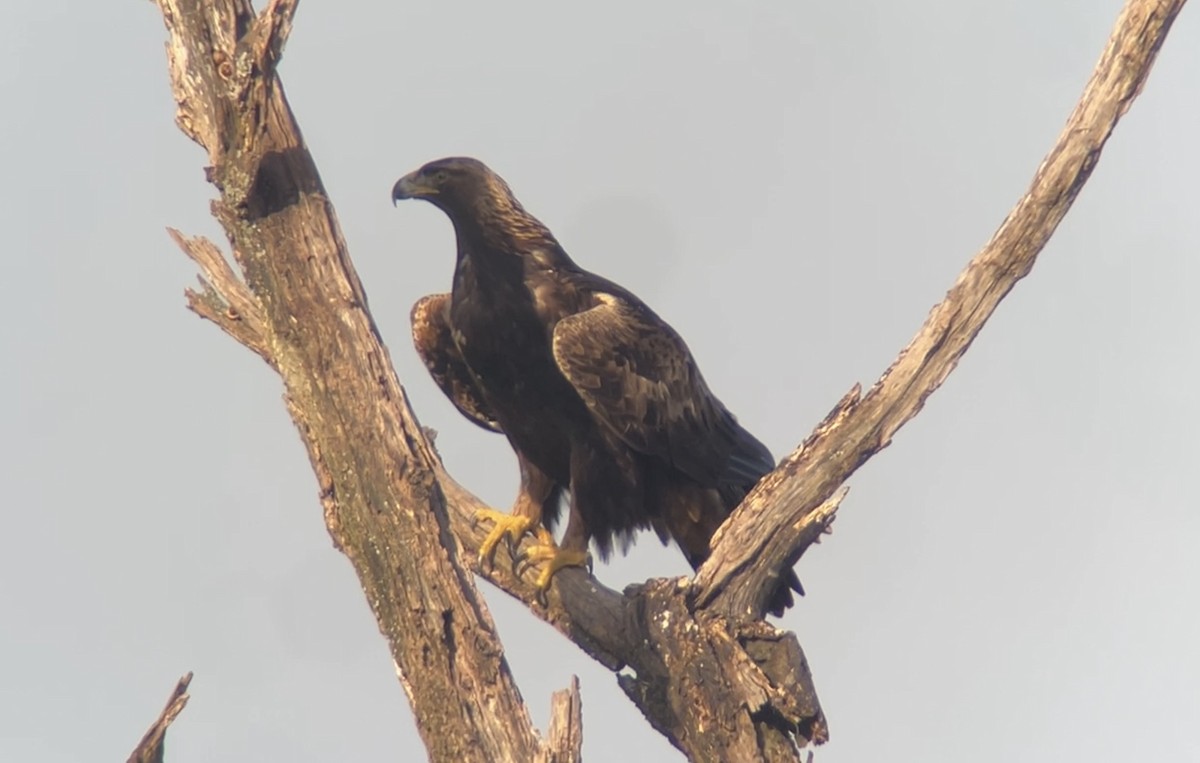 eBird Checklist - 7 Feb 2023 - stakeout Golden Eagle, Menlo (2023) - 18 species