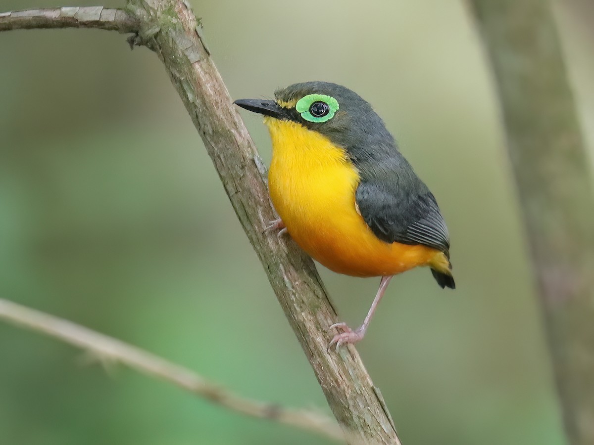 Yellow-bellied Wattle-eye - Platysteira concreta - Birds of the World