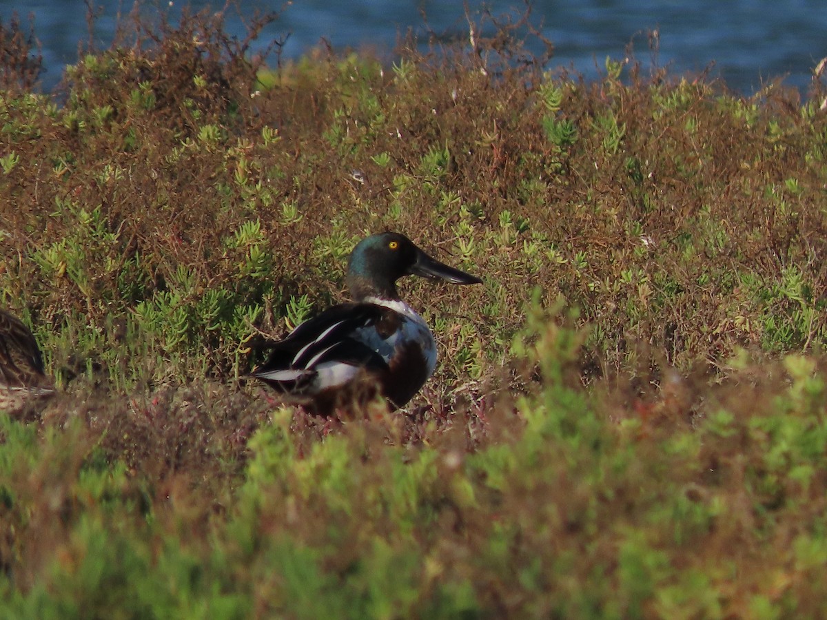 eBird Checklist - 3 Feb 2023 - South Coast Road, Vankalai Bird ...