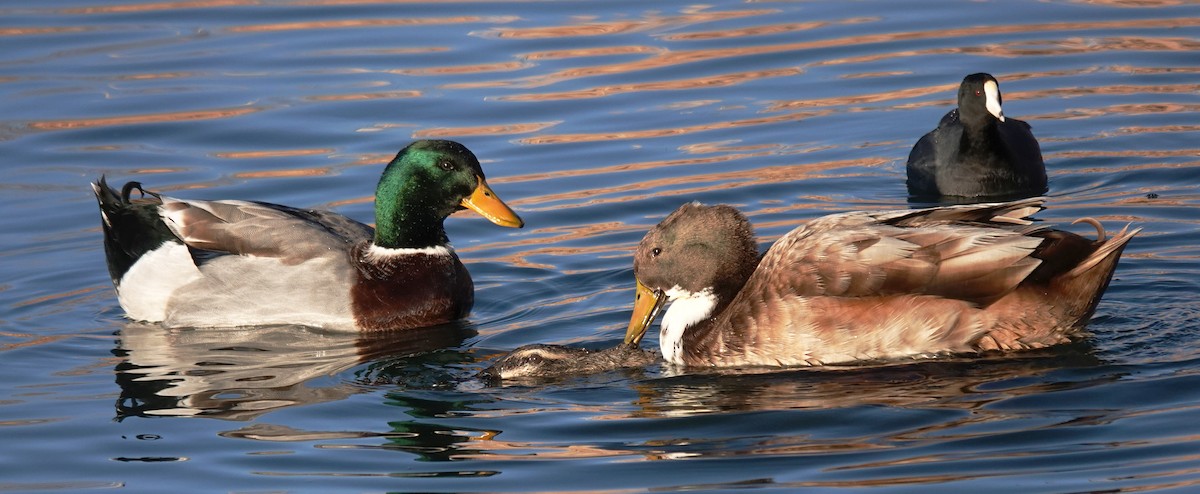 eBird Checklist - 7 Feb 2023 - Razor Ridge Park - 12 species (+1 other ...