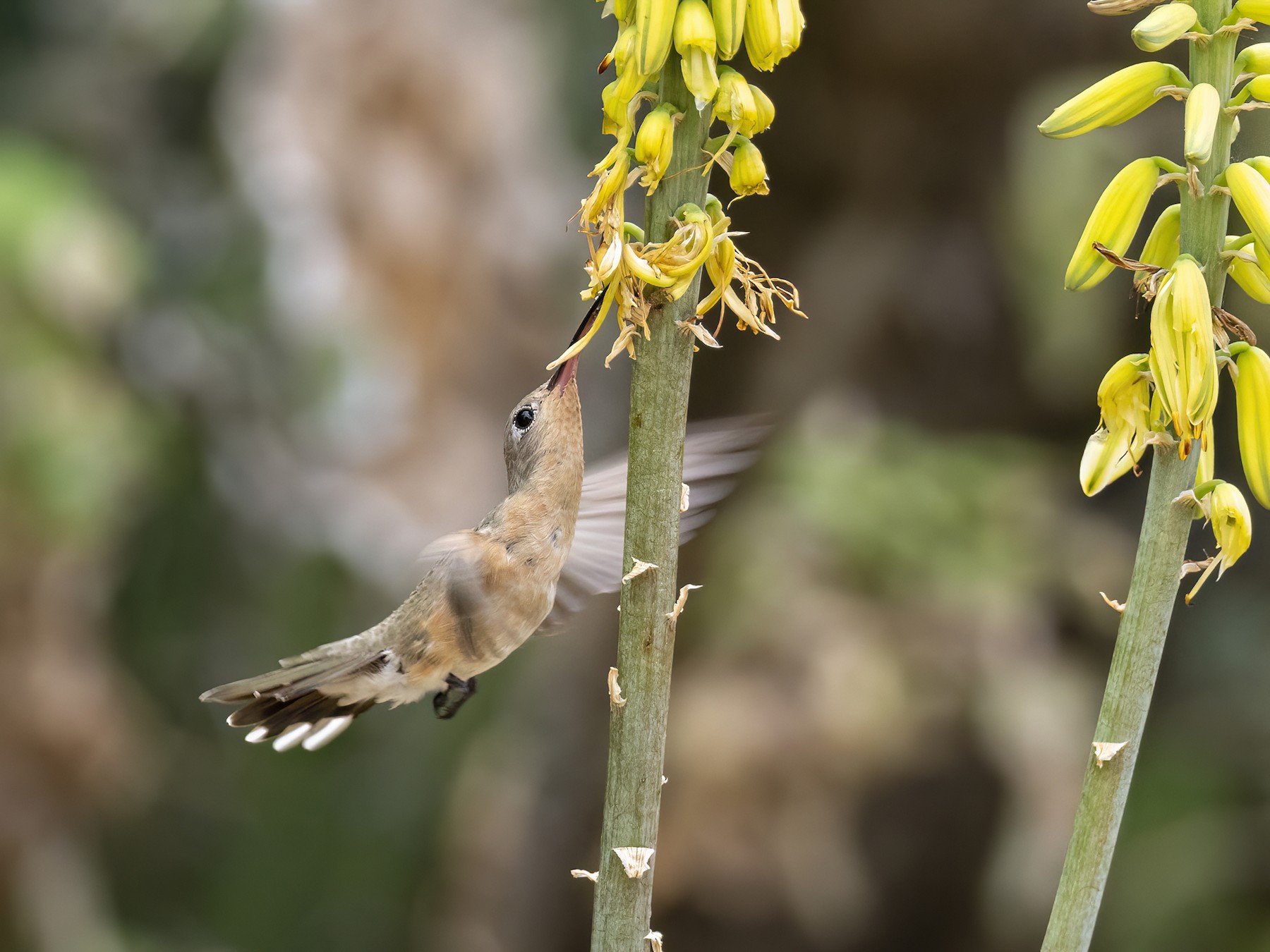 Buffy Hummingbird - eBird