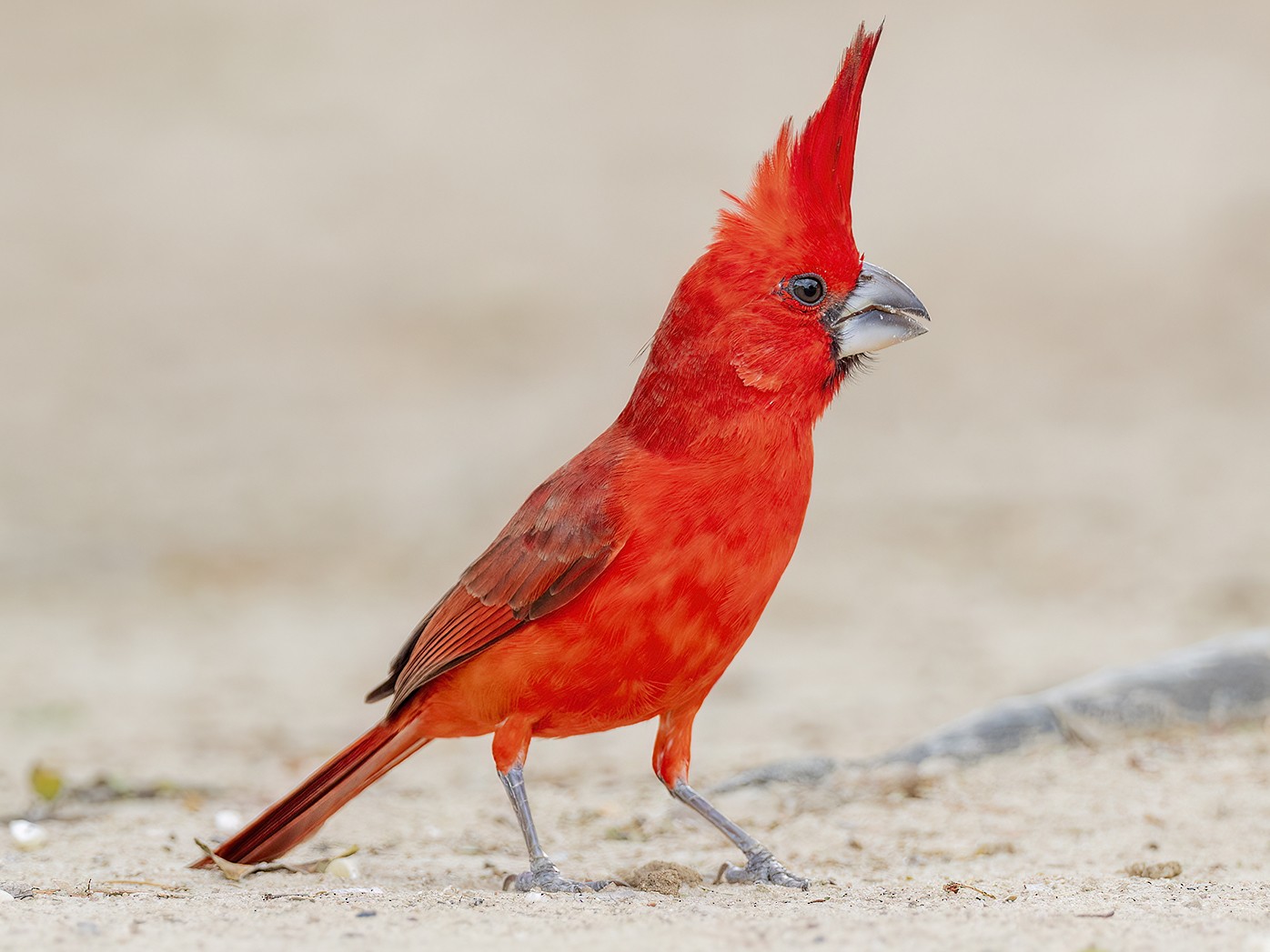 Cardenal Coriano - eBird