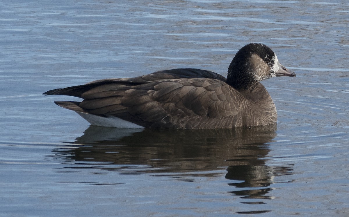 Greater White-fronted x Cackling/Canada Goose (hybrid) - eBird