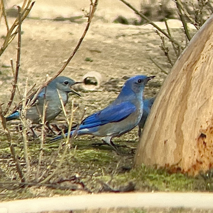 Western x Mountain Bluebird (hybrid) - eBird