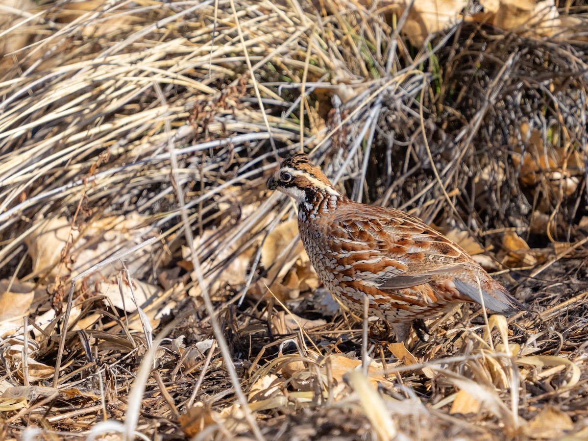 eBird Checklist - 6 Feb 2023 - Horsethief Canyon SWA - 28 species