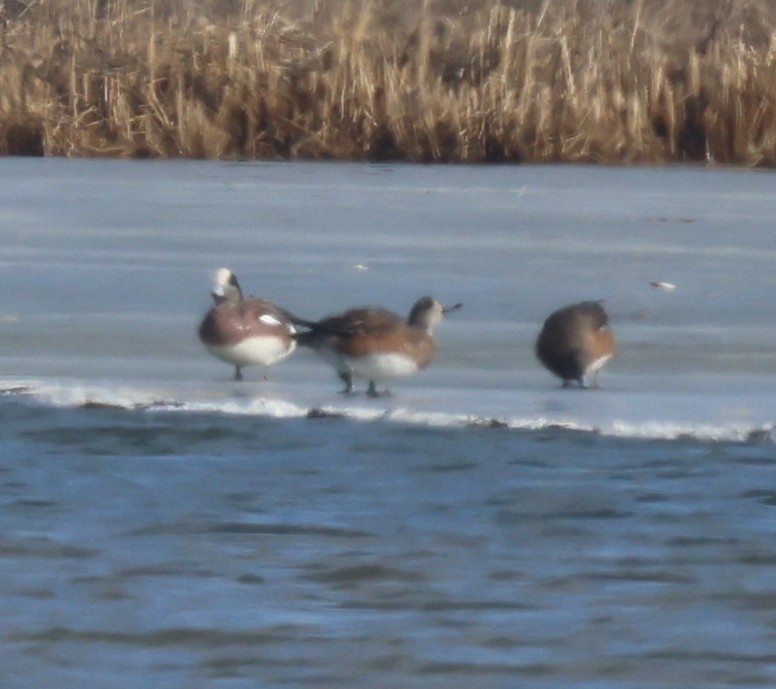 eBird Checklist - 8 Feb 2023 - Eel Point - 19 species