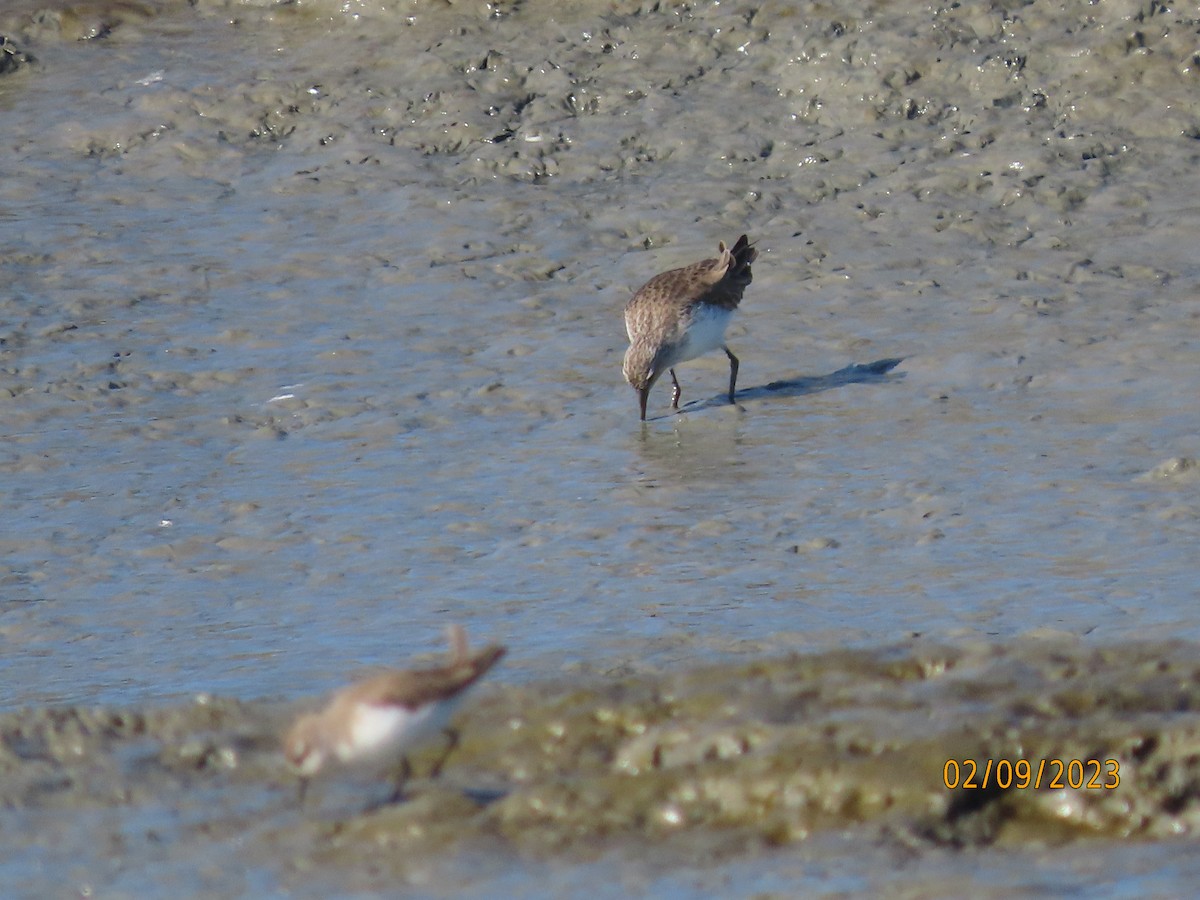 eBird Checklist - 9 Feb 2023 - Palo Alto Baylands--Duck Pond - 25 ...