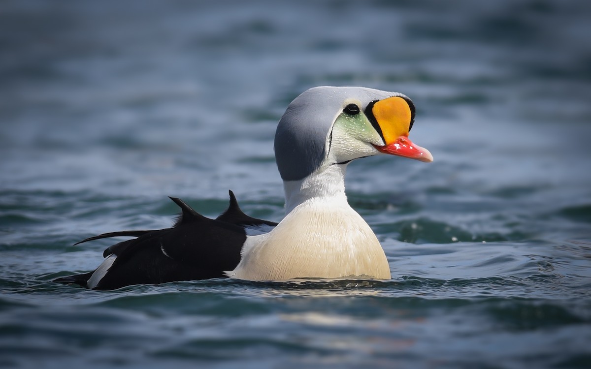 eBird Checklist - 3 Apr 2017 - Cape Cod Canal--Herring Run - 8 species