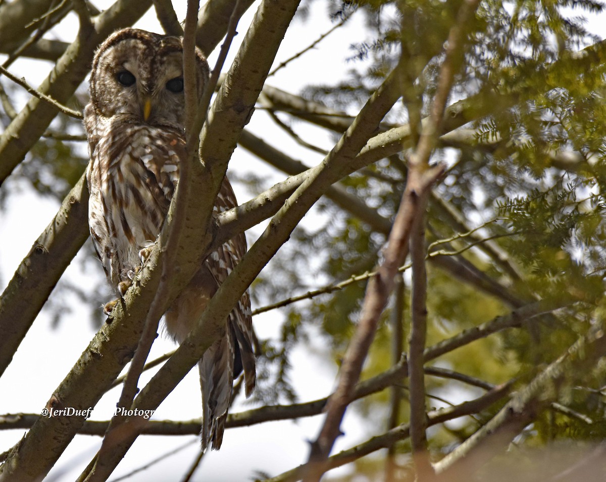 eBird Checklist - 2 Apr 2017 - Roosevelt Forest - 7 species