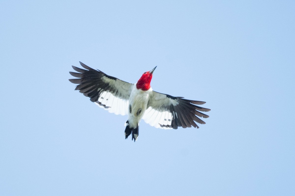 eBird Checklist - 18 Sep 2022 - Elk Neck SP--Turkey Pt. - 56 species ...