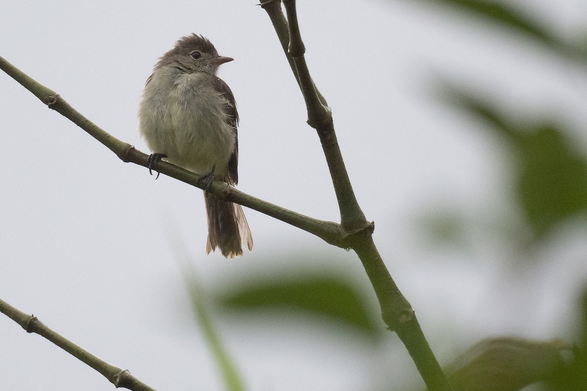 Coopmans's Elaenia - Elaenia brachyptera - Media Search - Macaulay ...
