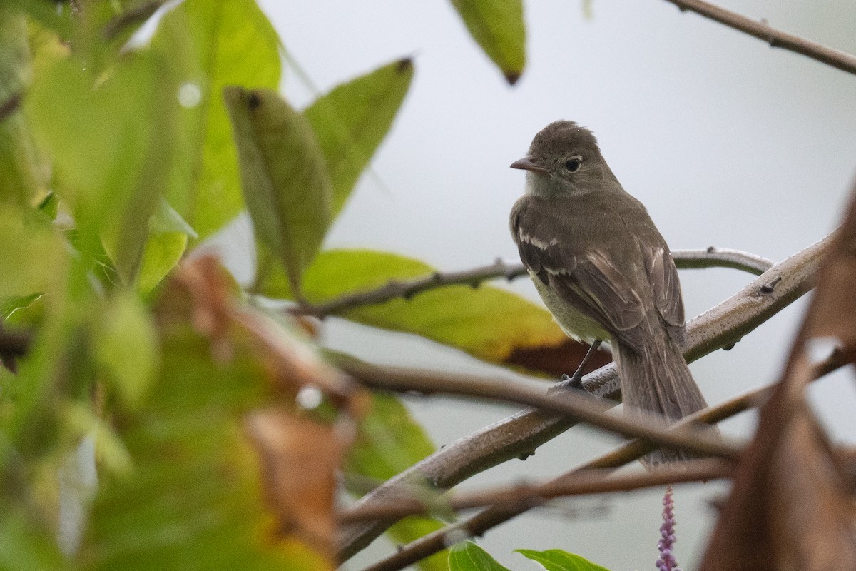 Coopmans's Elaenia - Elaenia brachyptera - Media Search - Macaulay ...