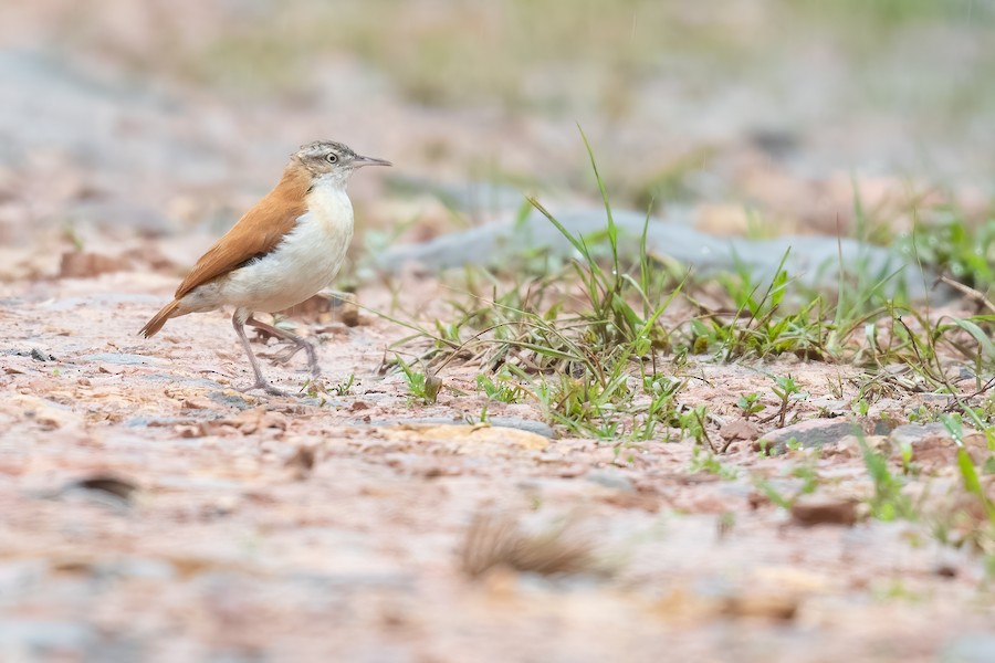 Pale-legged Hornero (Pacific) - eBird