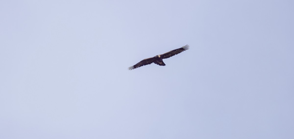 eBird Checklist - 10 Feb 2023 - stakeout Golden Eagle, Menlo (2023) - 11 species