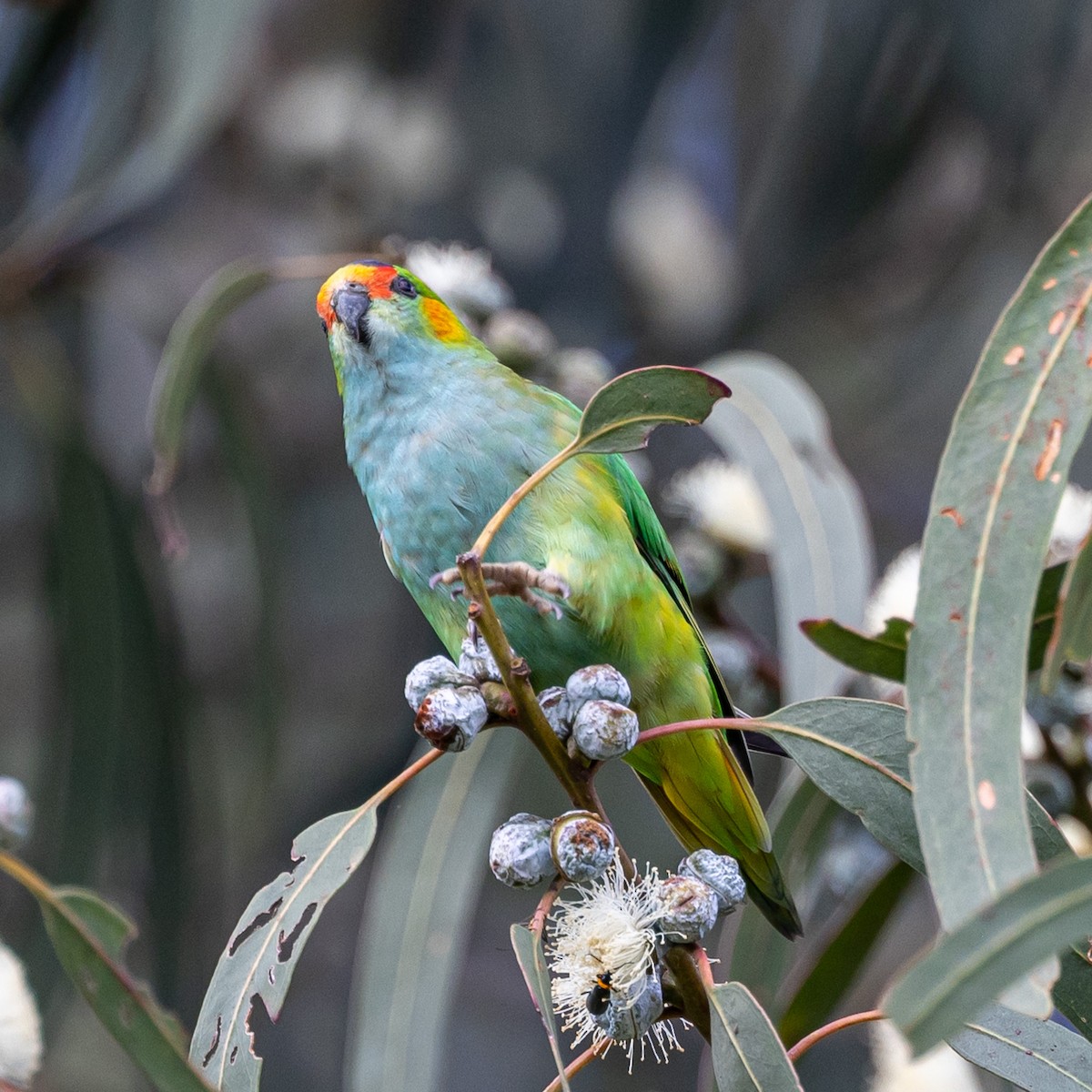 eBird Checklist - 11 Feb 2023 - Bowen Park and foreshore - 10 species