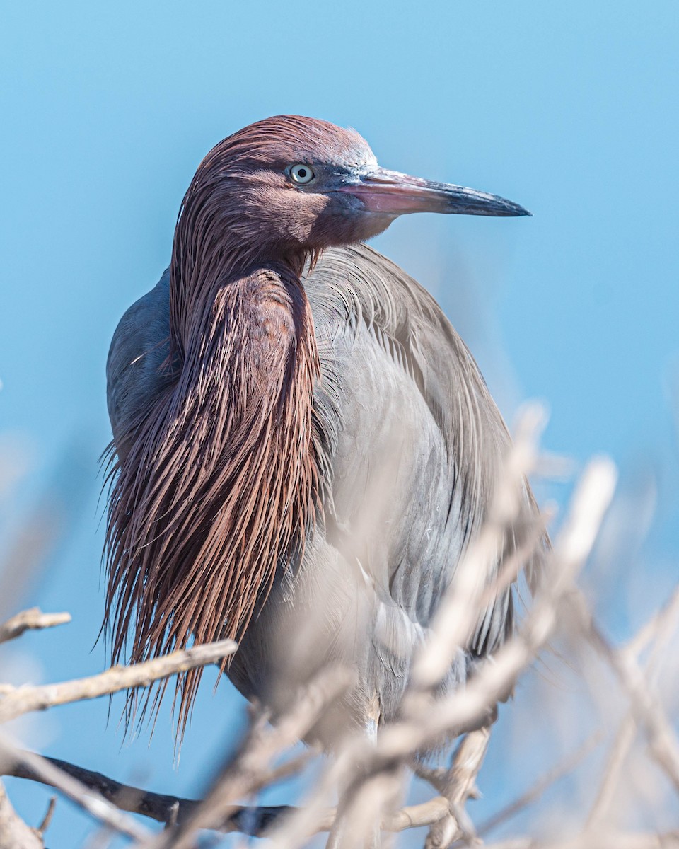 eBird Checklist - 10 Feb 2023 - Bolsa Chica--walkbridge/inner bay - 48 ...