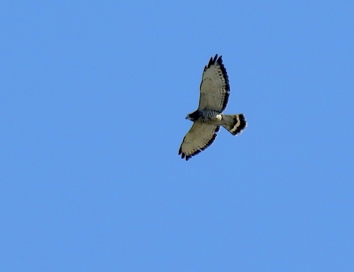 eBird Checklist - 10 Feb 2023 - Desamparaditos, pig farm and return ...