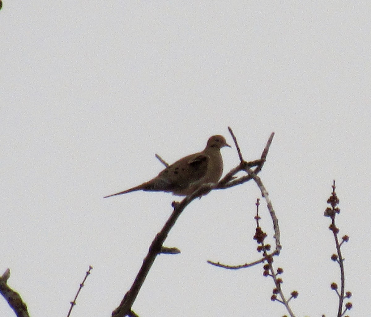 eBird Checklist - 10 Feb 2023 - King East, Kitchener, ON, Canada - 2 ...