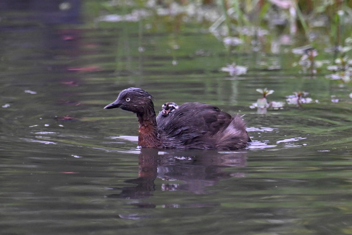 New Zealand Bird Atlas Checklist - 30 Jan 2023 - Auckland Airport ...