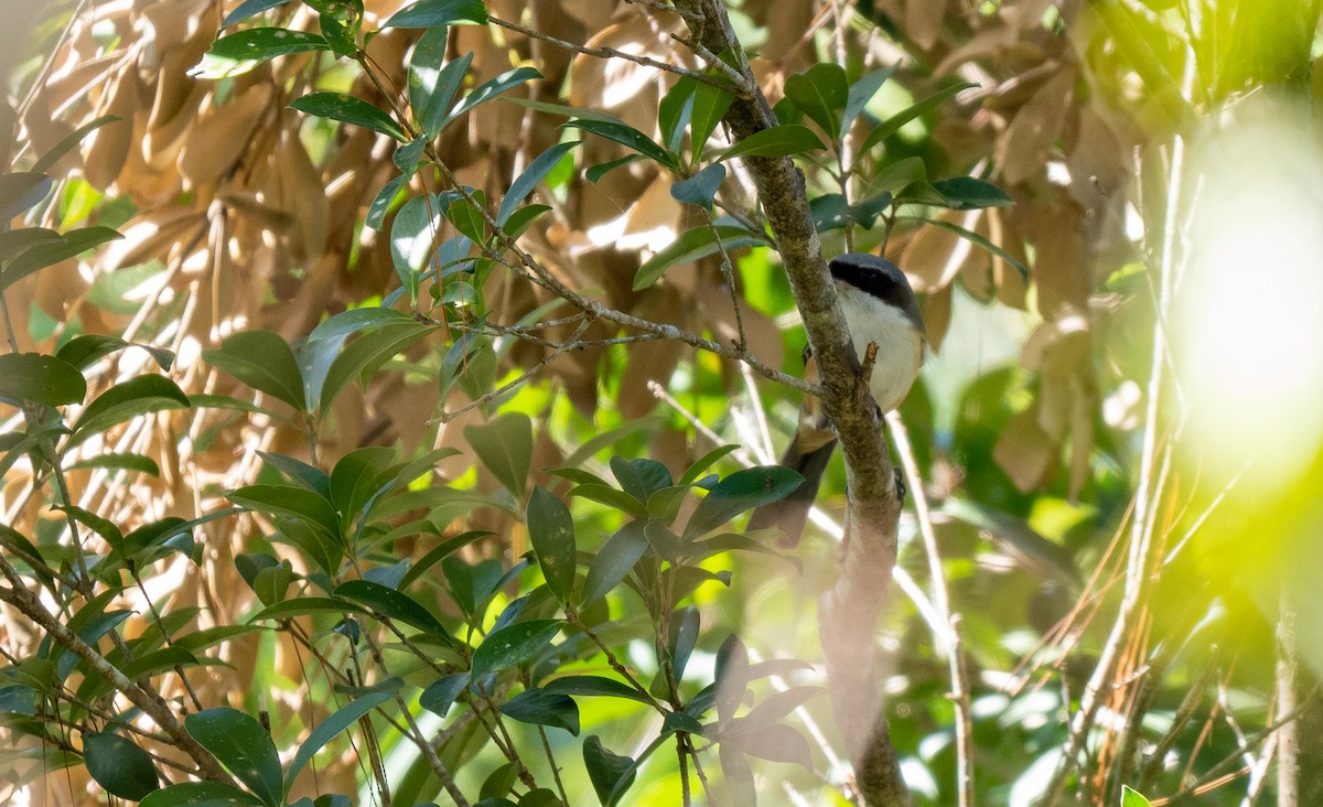 eBird Checklist - 4 Dec 2022 - Solsona-Calanasan Road (Ilocos Norte ...