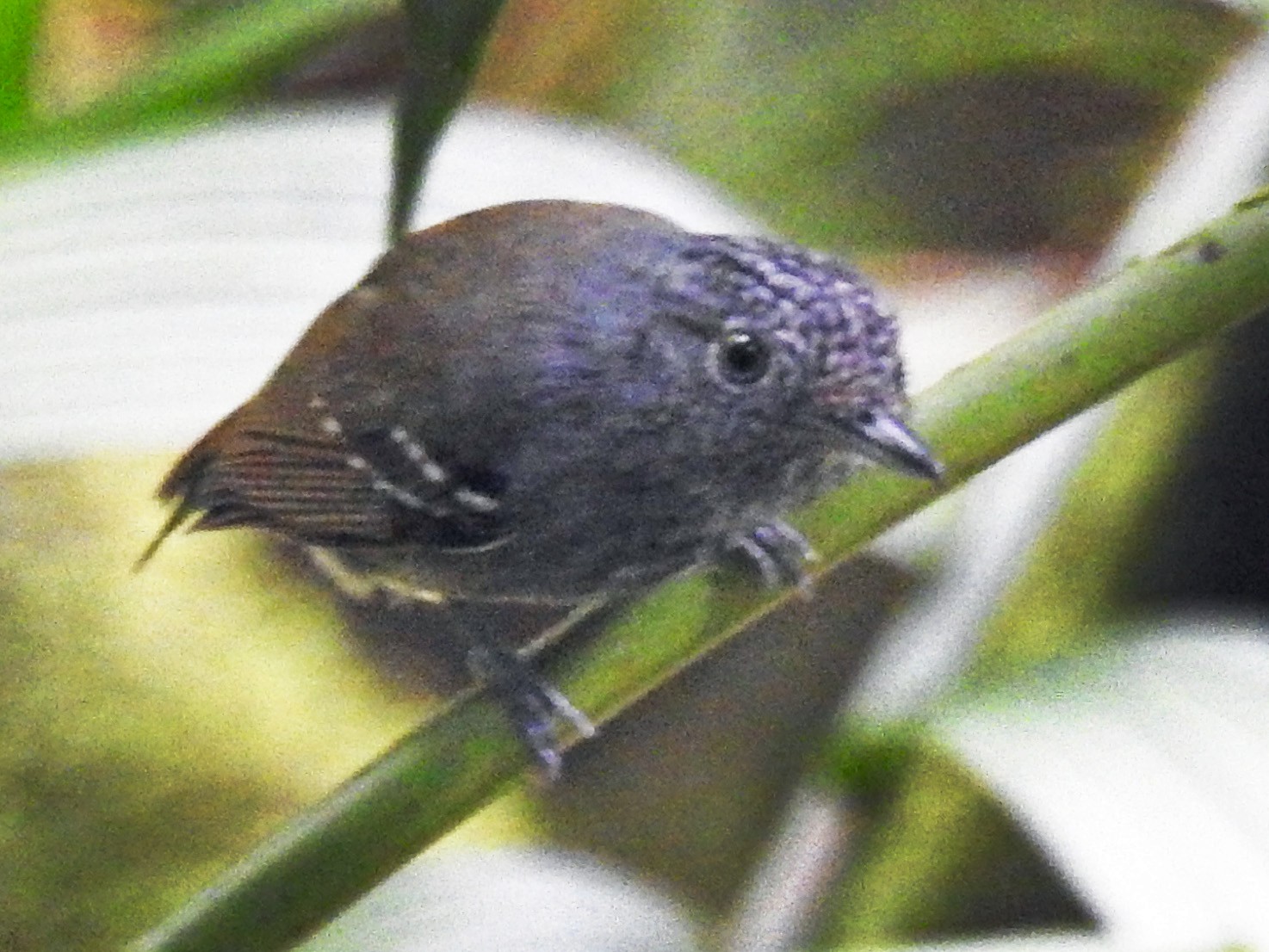 Streak-crowned Antvireo - eBird