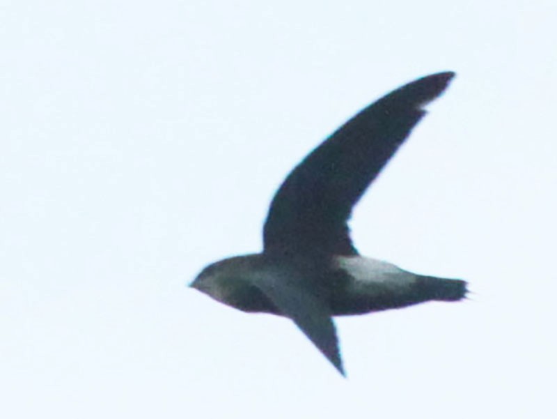 Costa Rican Swift - eBird