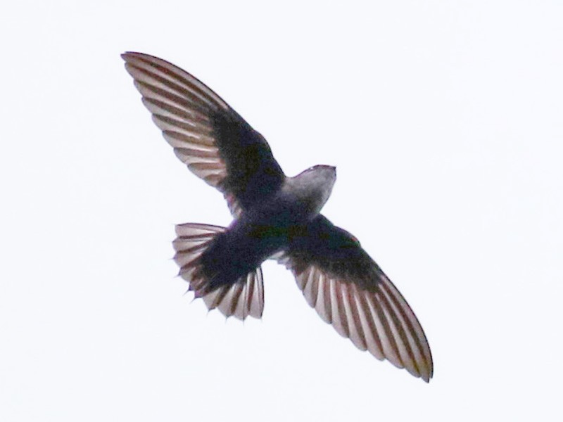Costa Rican Swift - eBird